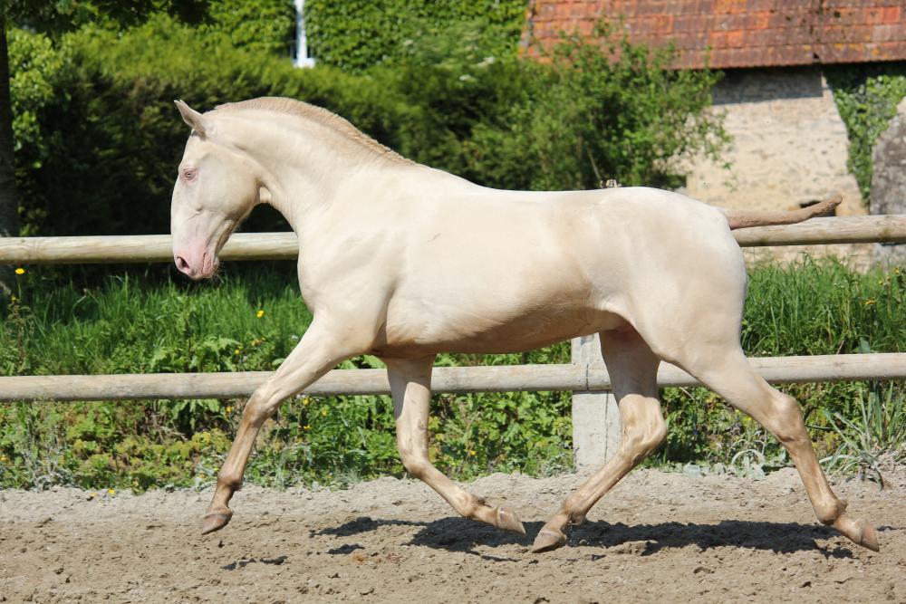 CORSARIO D'ESCOLINA - Lusitanien - Les lusitaniens de St Eloy - Elevage de chevaux Lusitaniens